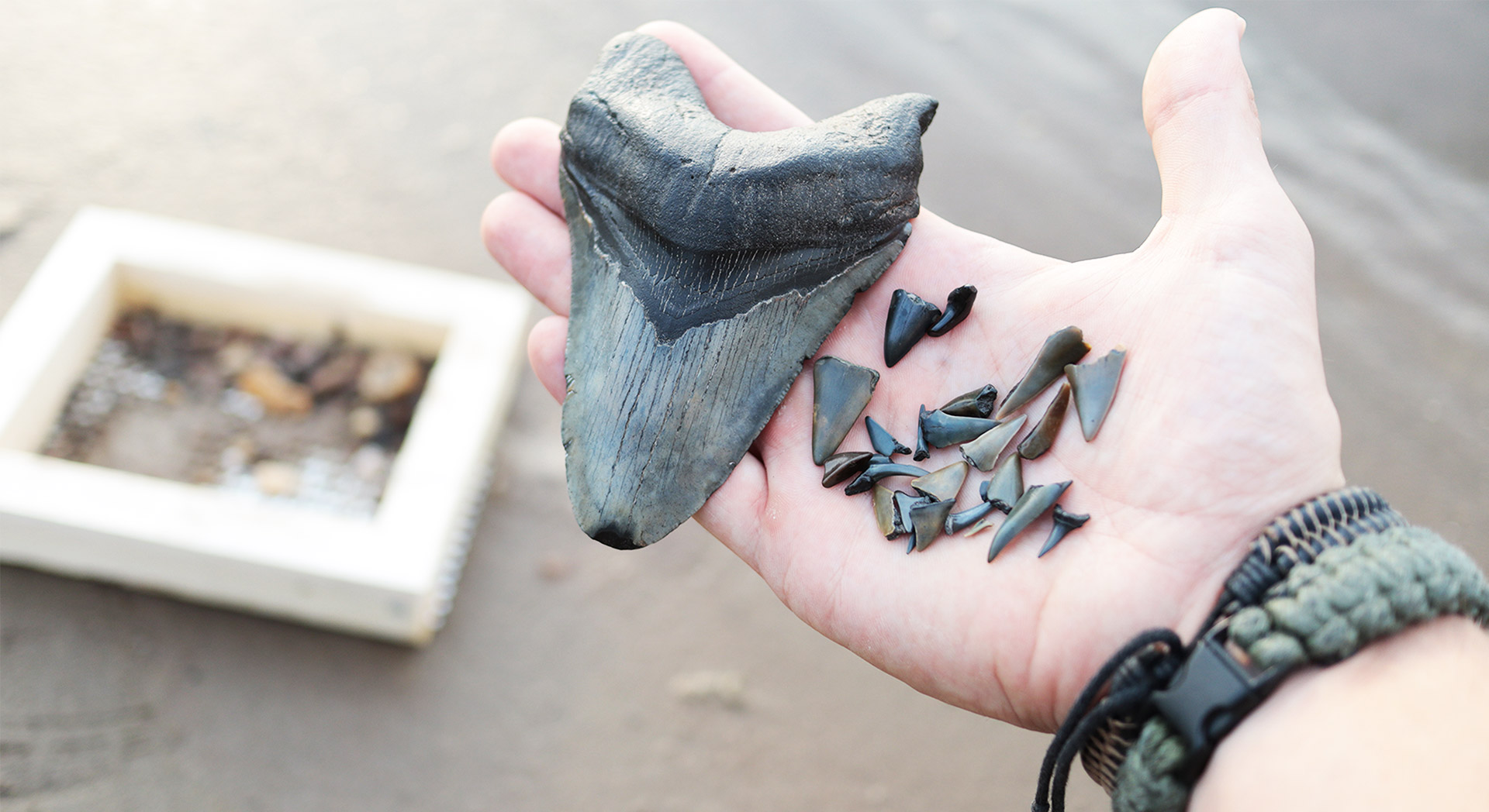 FOSSIELEN ZOEKEN SCHOTLAND – Hilmar Derksen