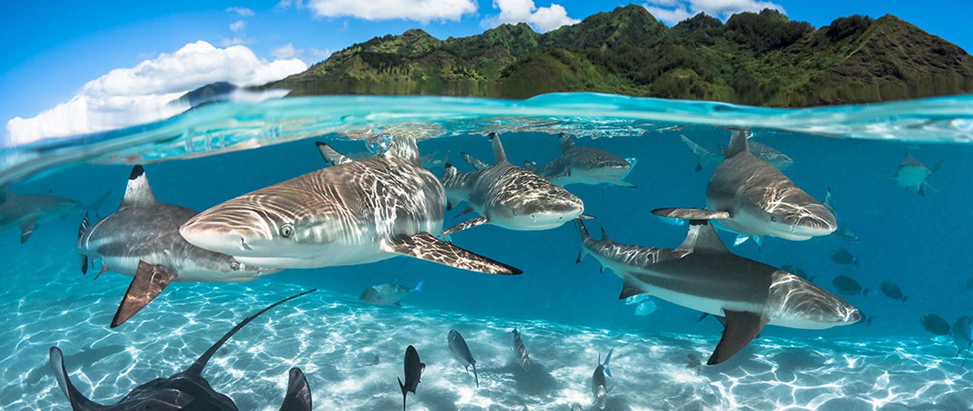 FOSSIELE HAAIENTANDEN ZOEKEN IN CADZAND – Hilmar Derksen