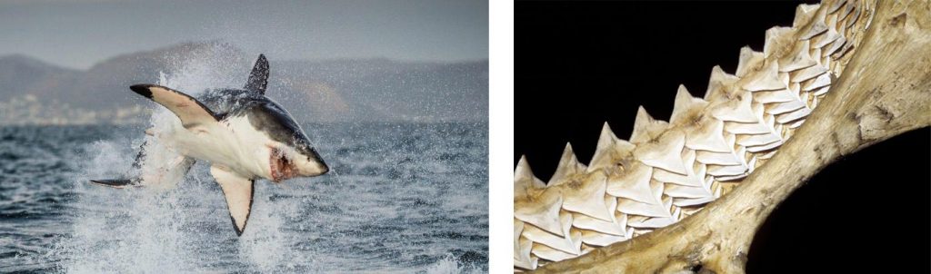 FOSSIELE HAAIENTANDEN ZOEKEN IN CADZAND – Hilmar Derksen