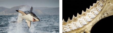 FOSSIELE HAAIENTANDEN ZOEKEN IN CADZAND – Hilmar Derksen