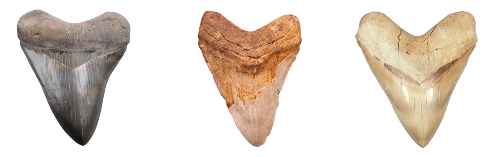 FOSSIELE HAAIENTANDEN ZOEKEN IN CADZAND – Hilmar Derksen