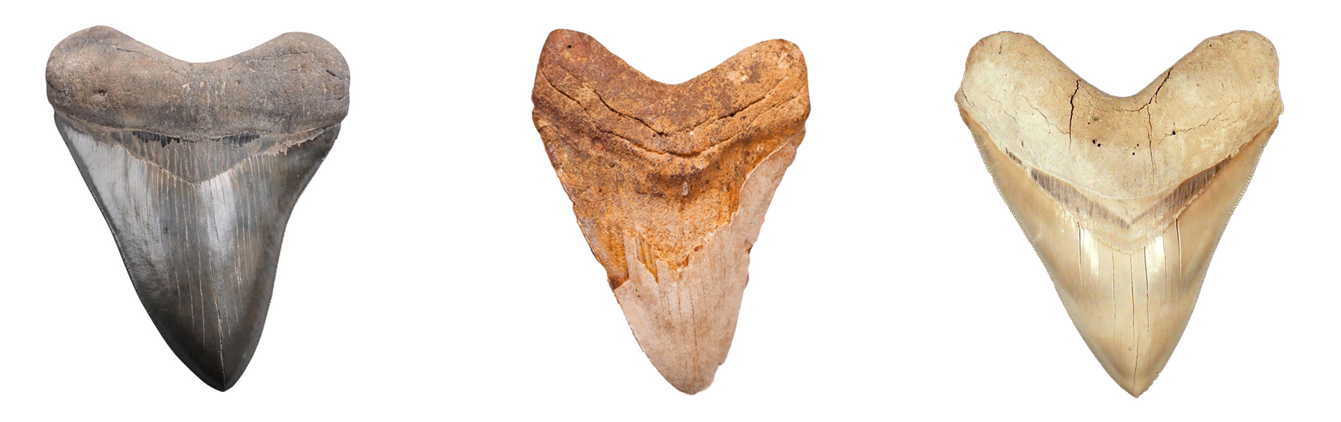 FOSSIELE HAAIENTANDEN ZOEKEN IN CADZAND – Hilmar Derksen