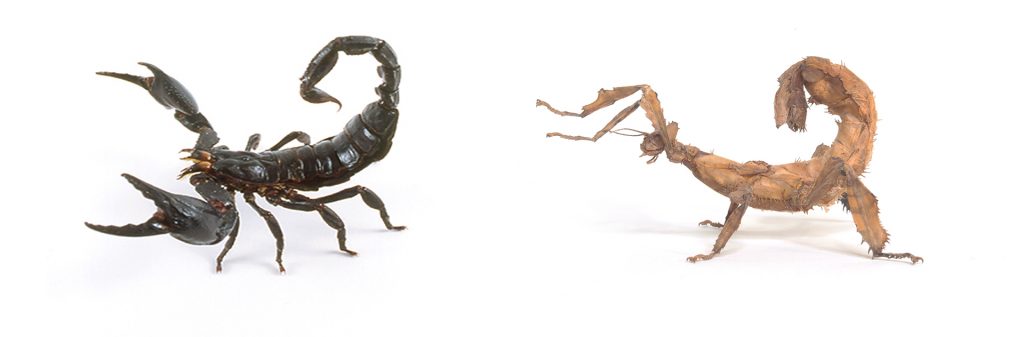 AUSTRALISCHE FLAPPENTAK – Hilmar Derksen