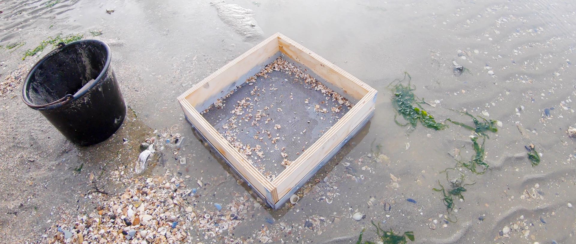 FOSSIELE HAAIENTANDEN ZOEKEN IN CADZAND – Hilmar Derksen