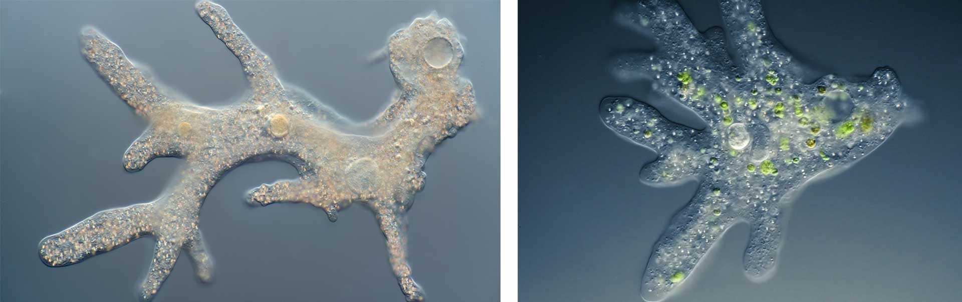 AMOEBE – Hilmar Derksen