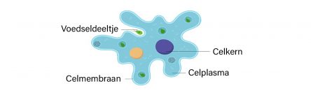 AMOEBE – Hilmar Derksen