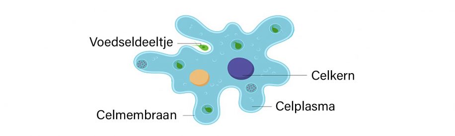 AMOEBE – Hilmar Derksen