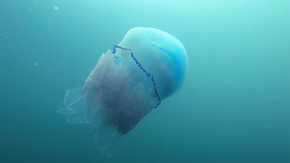 DE BLOEMKOOLKWAL – Hilmar Derksen