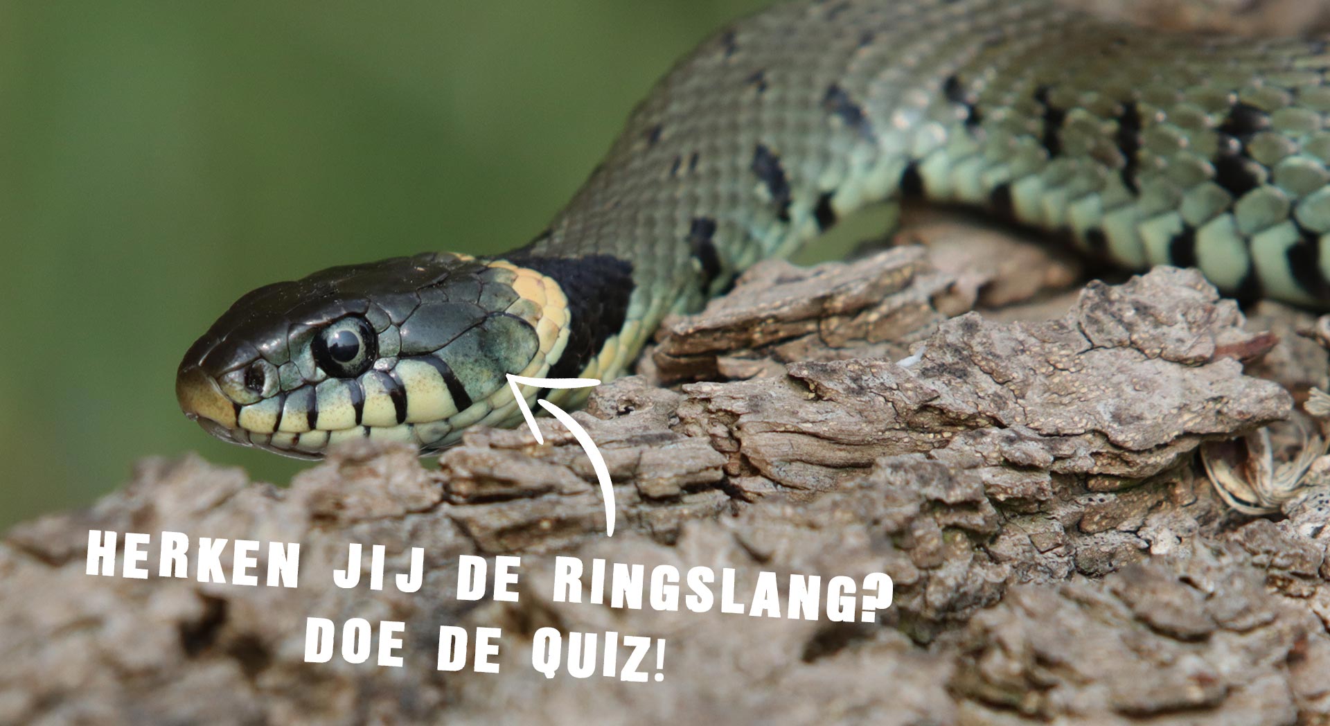 RINGSLANG – Hilmar Derksen
